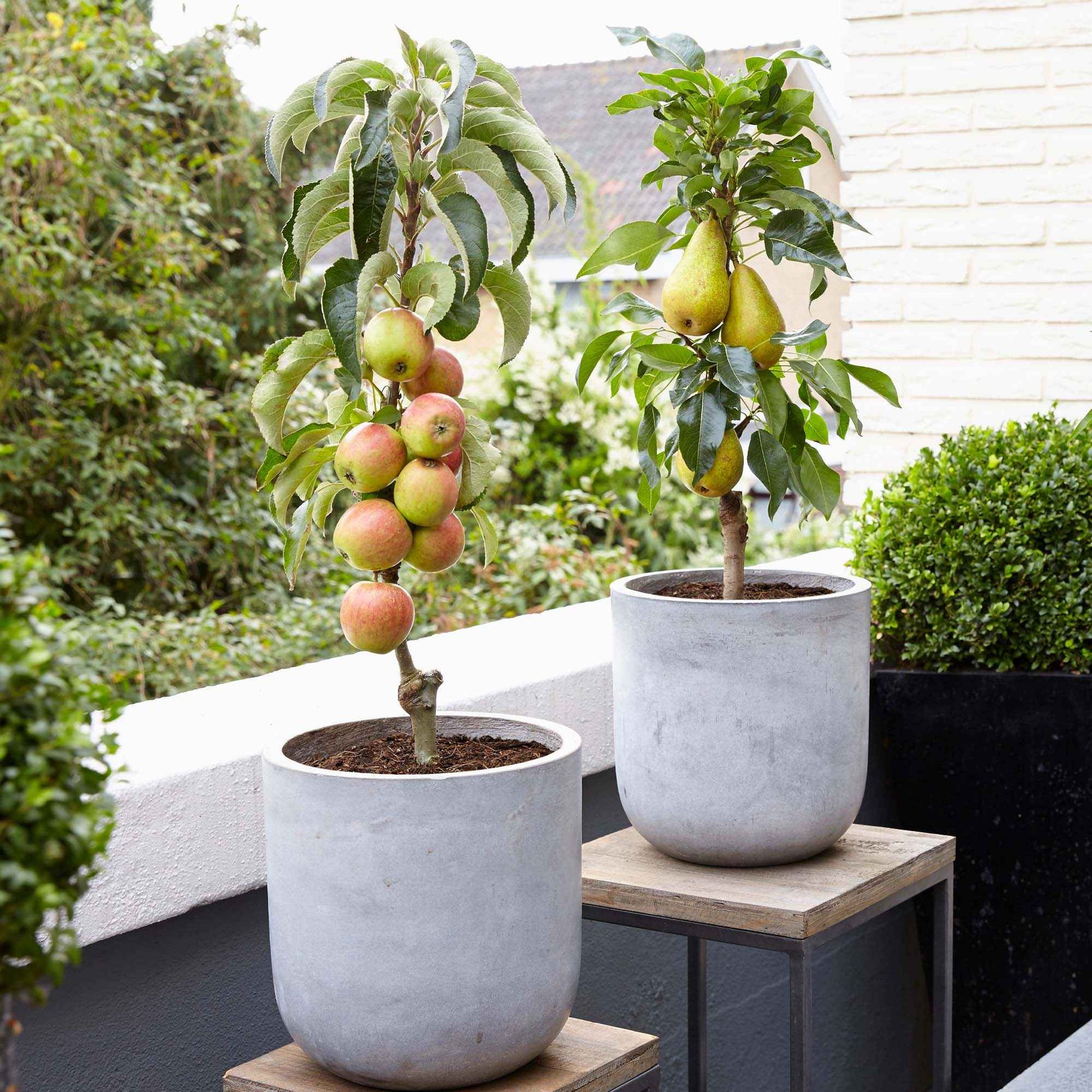 Fruitiers | Achat en ligne sur Bakker.com