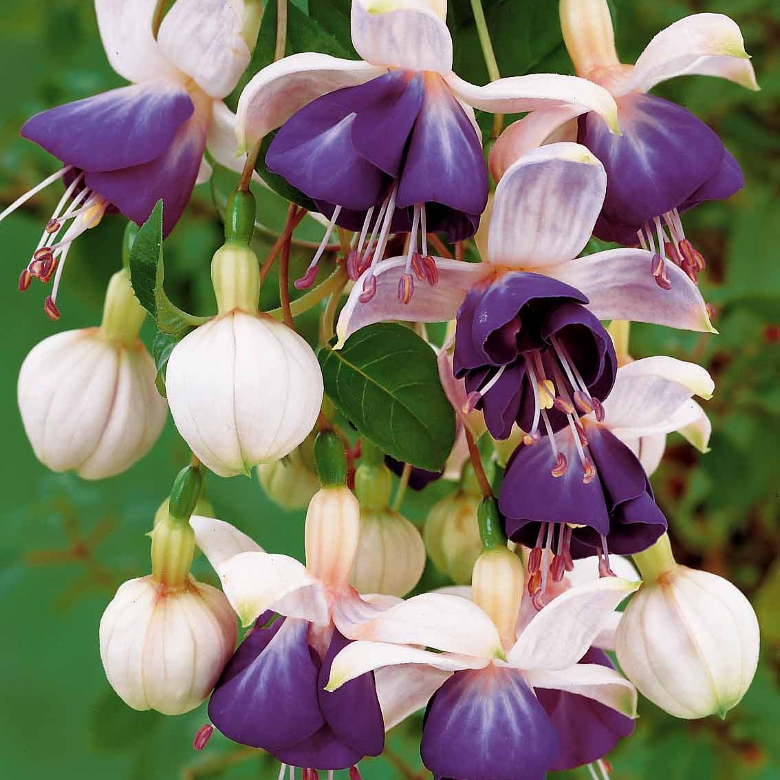 3 Fuchsias retombants Blue Angel | Bakker.com