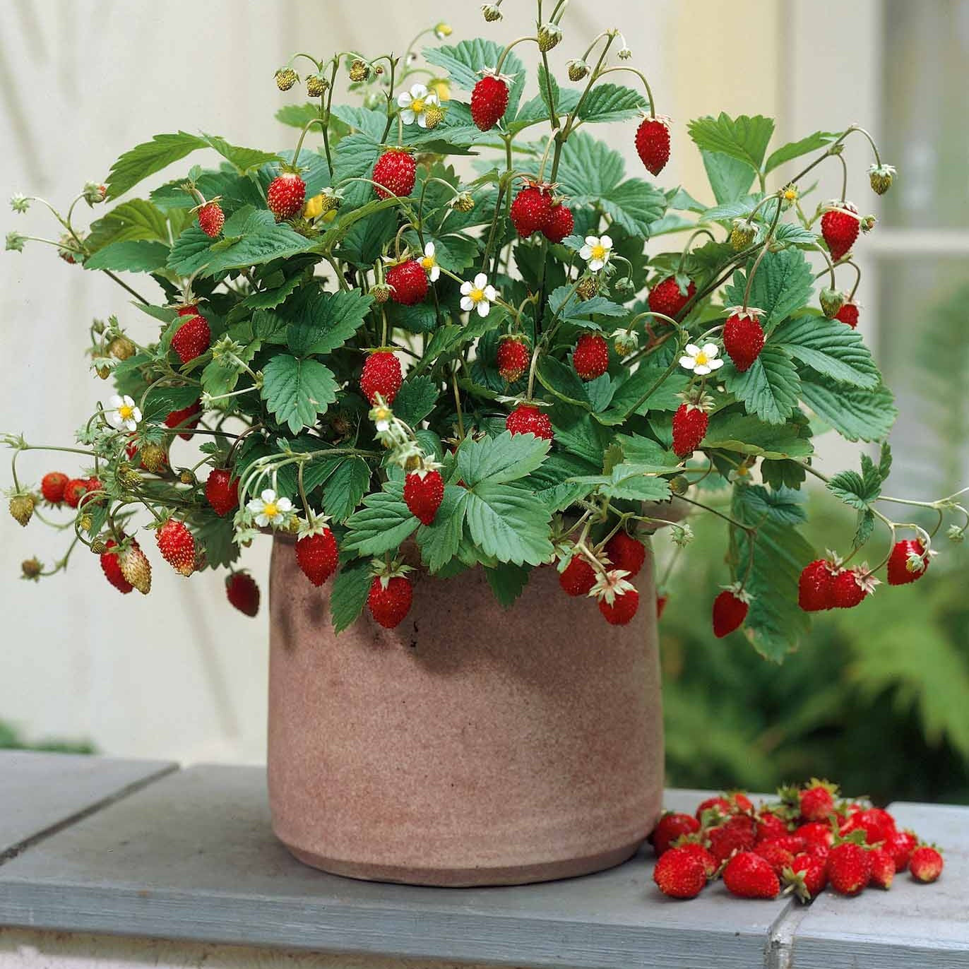 Fraisier En Pot 3 Plants De Fraisier De Charlotte Motte 6 Cm