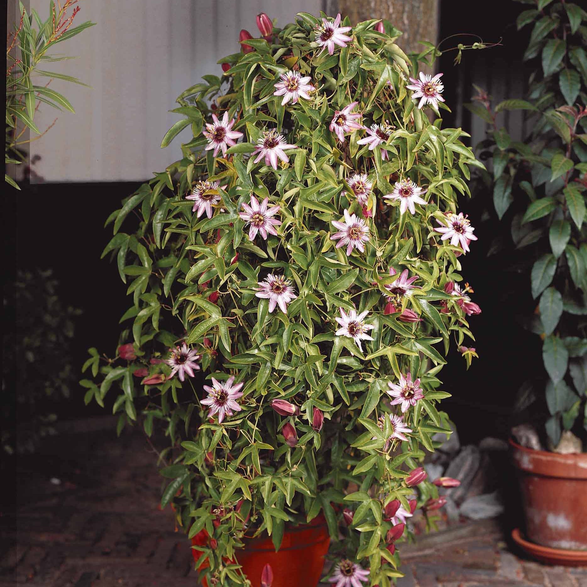 Passiflore Victoria | Bakker.com
