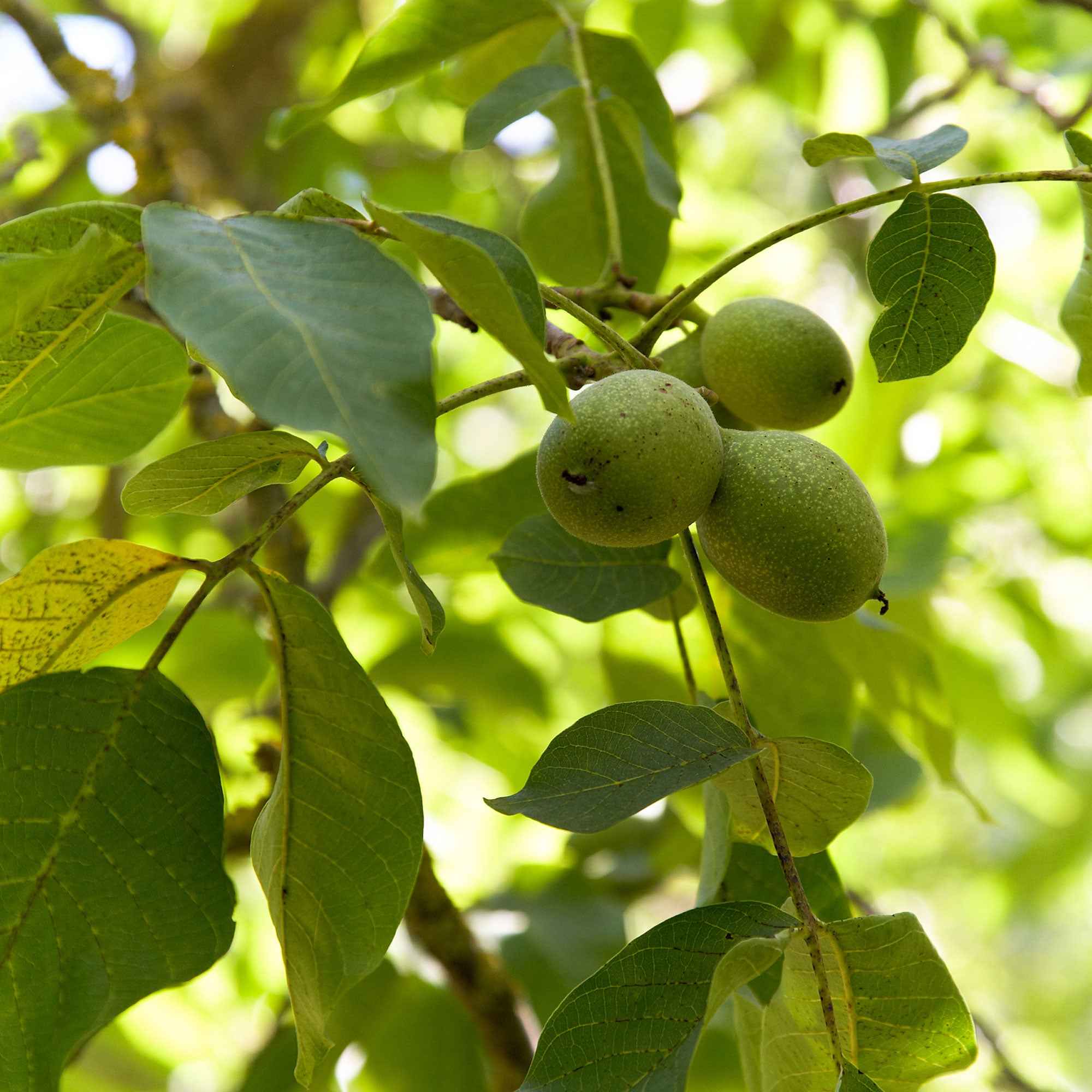 Noyer Commun | Bakker.com