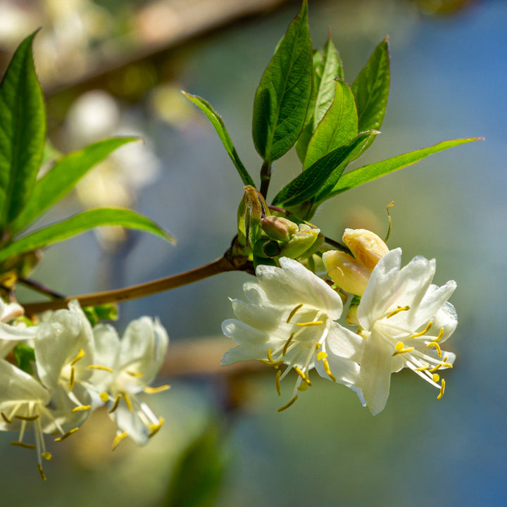 Dyckia Grand Marnier | Bakker.com