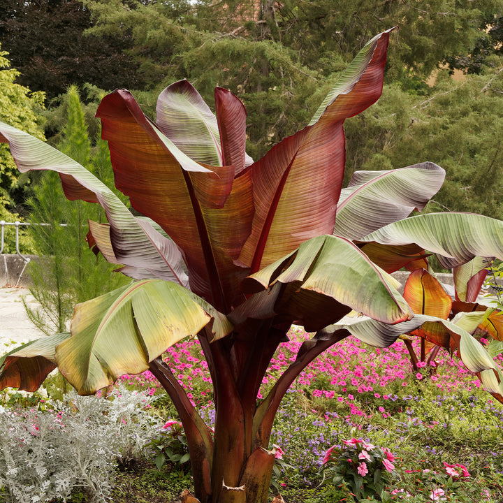 Banane de Perrier - Ensete perrieri | Achat en ligne sur Bakker.com