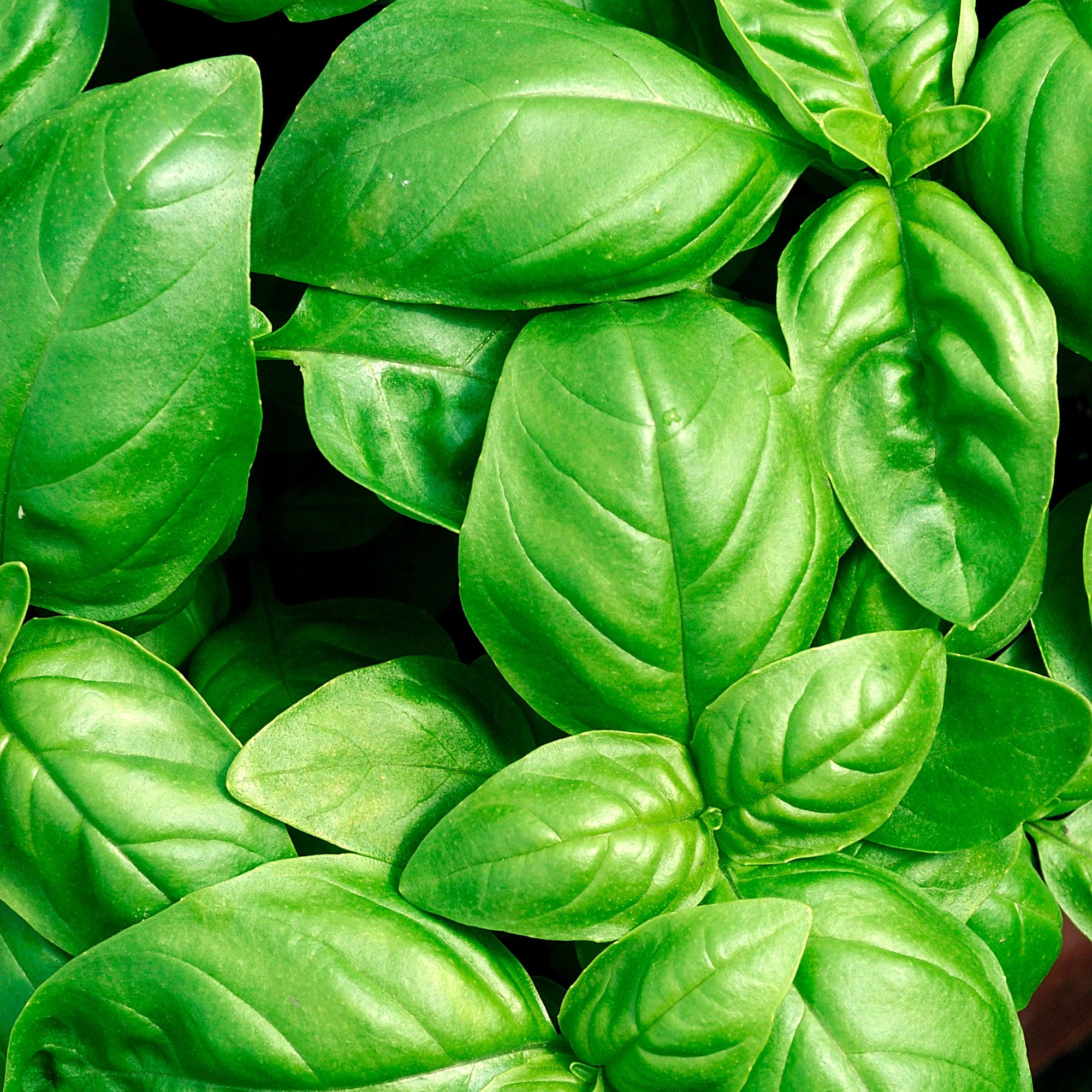 Graines Basilic Grand vert | Bakker.com