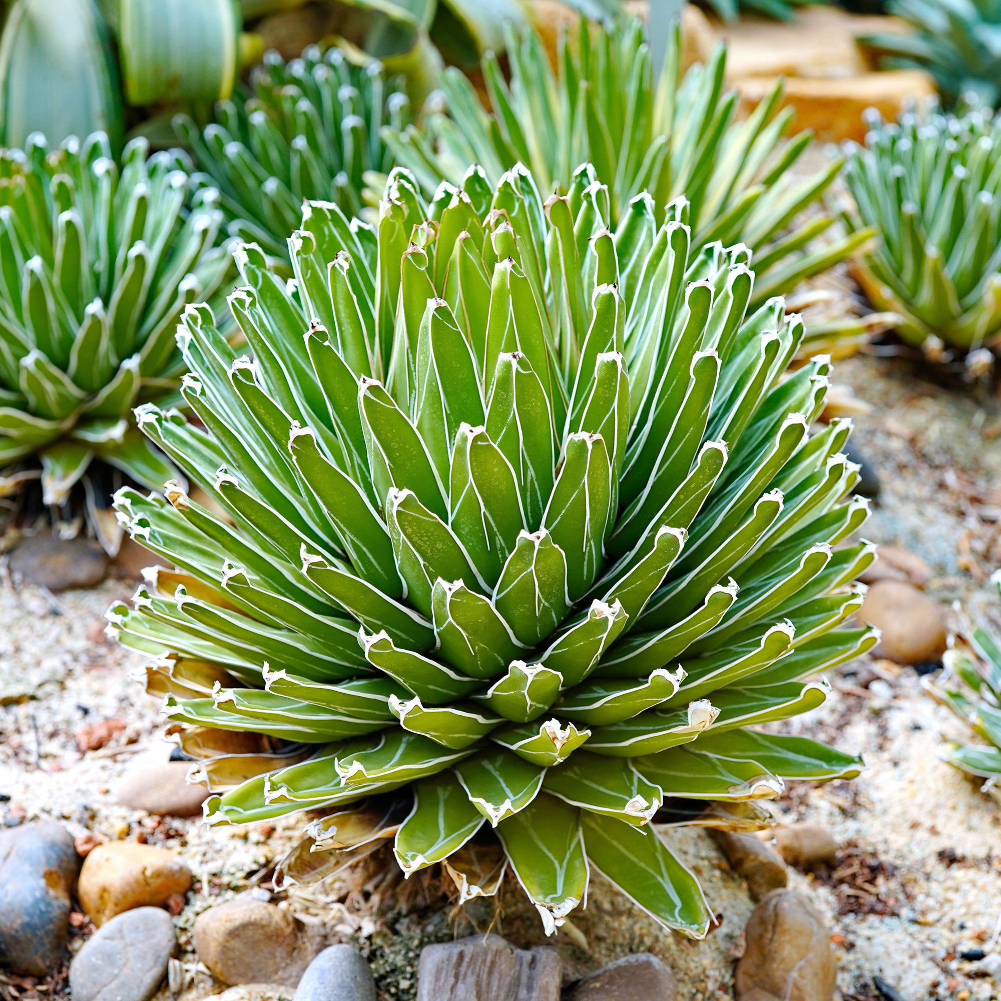 Agave de la Reine Victoria | Bakker.com