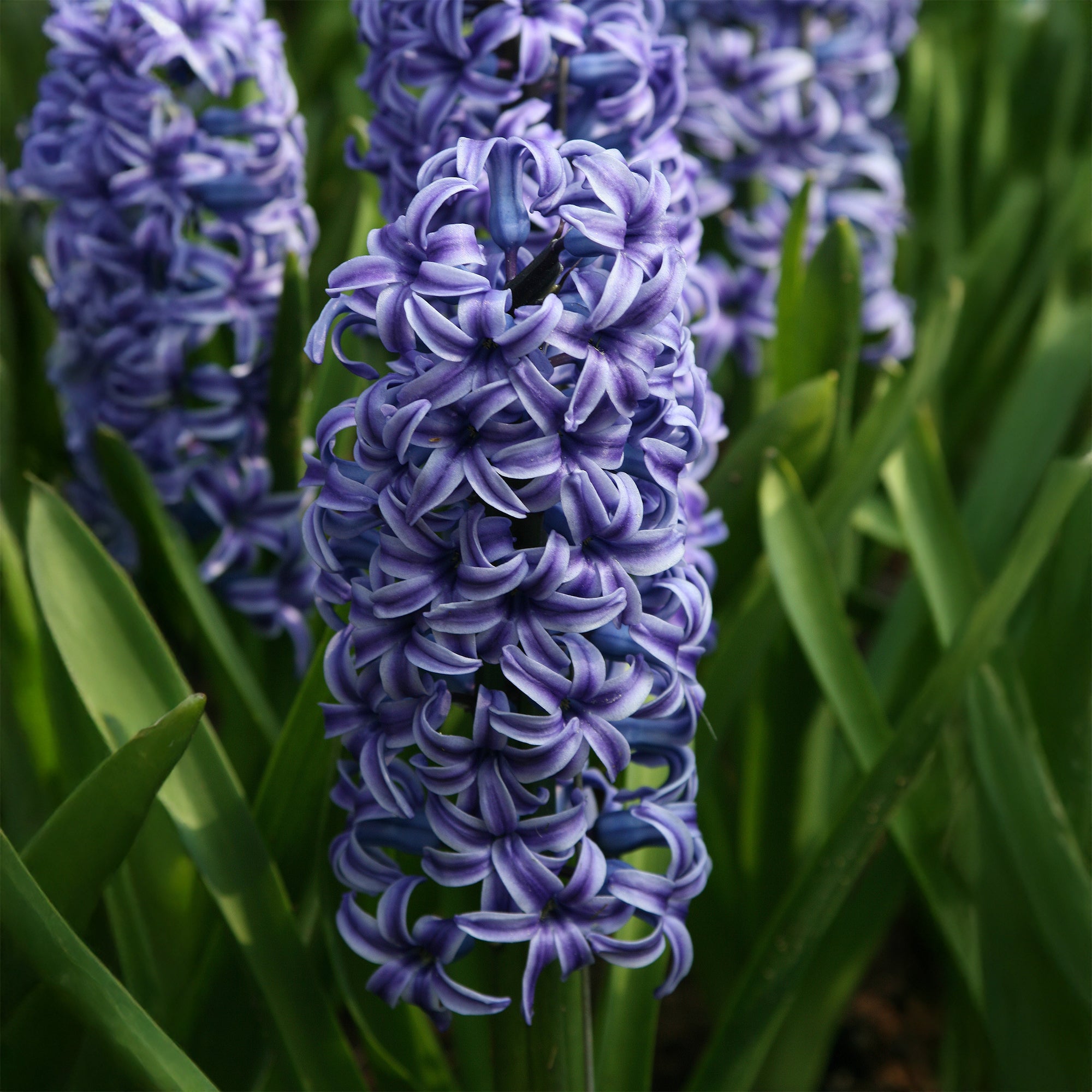 Bulbes Jacinthe Blue Jacket | Bakker.com