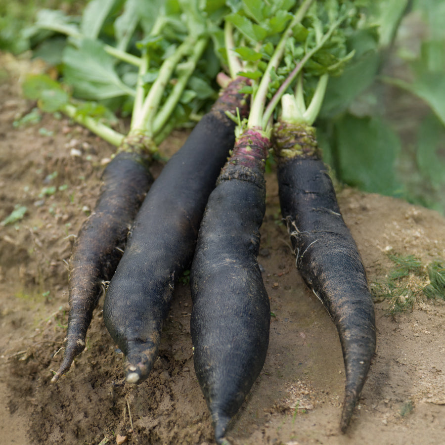 Graines Radis rave Noir gros long d'hiver de Paris | Bakker.com