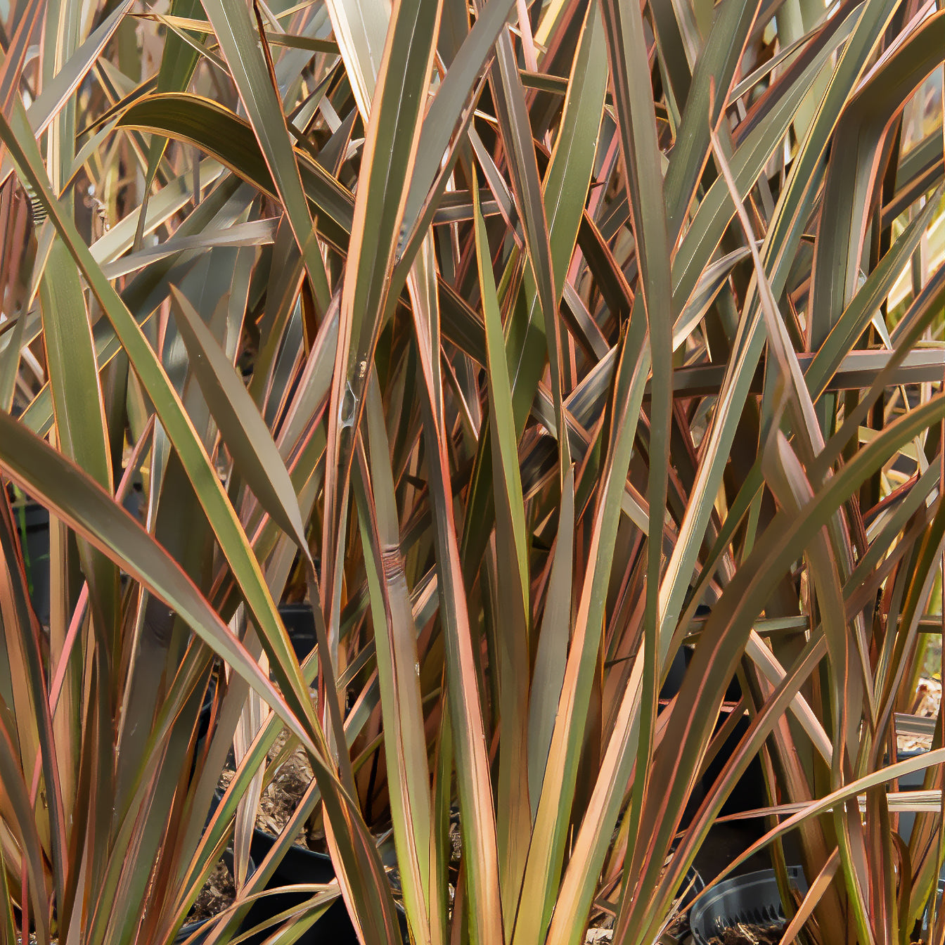 Phormium Rainbow Queen - Lin de Nouvelle-Zélande | Bakker.com