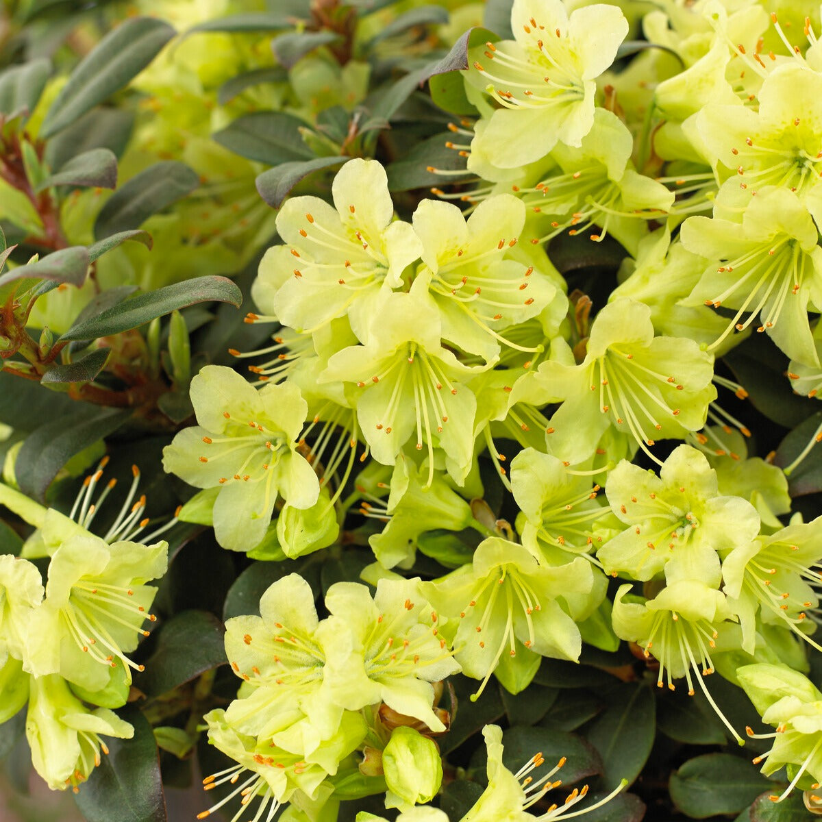 Rhododendron Princess Anne | Bakker.com