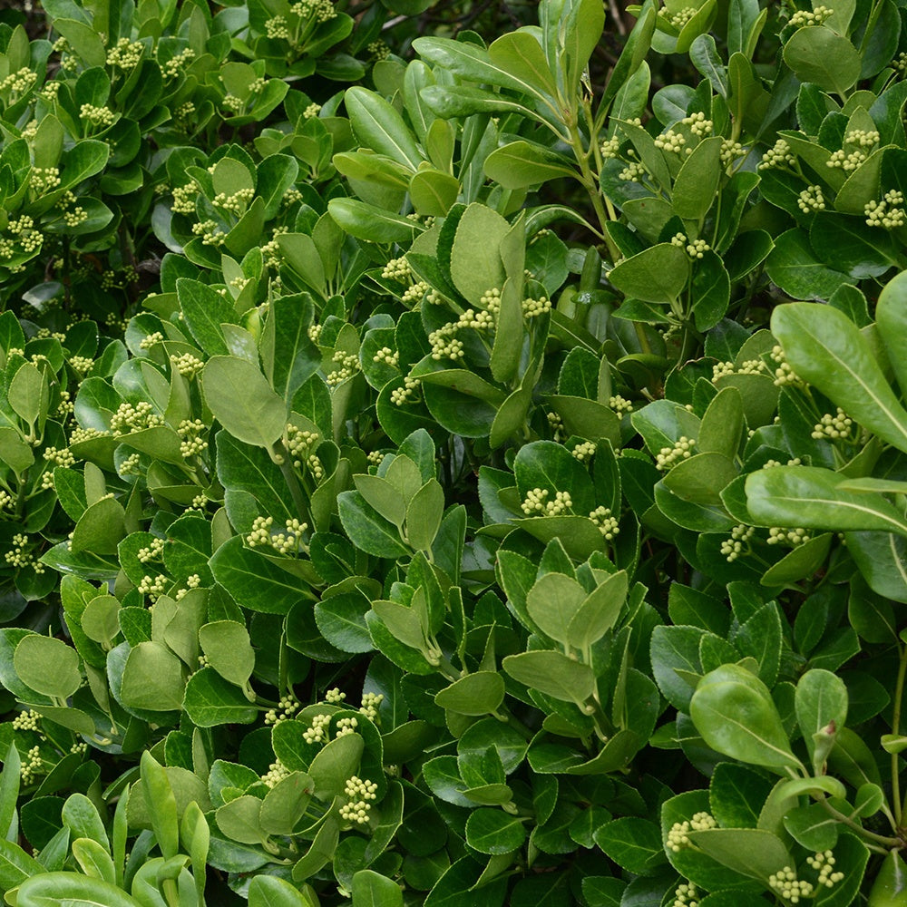 Fusain Du Japon Euonymus Japonicus 'Microphyllus' Vente Fusain Du