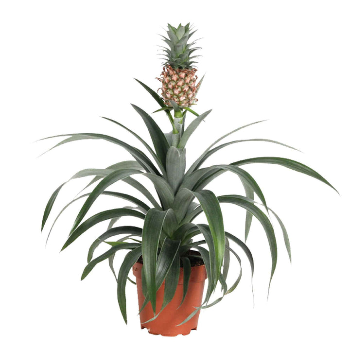 Ananas sauvage - Ananas sagenaria | Achat en ligne sur Bakker.com
