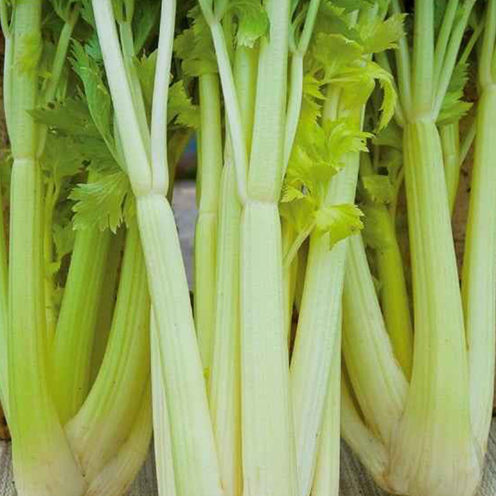 Apium annuum - Céleri annuel | Achat en ligne sur Bakker.com